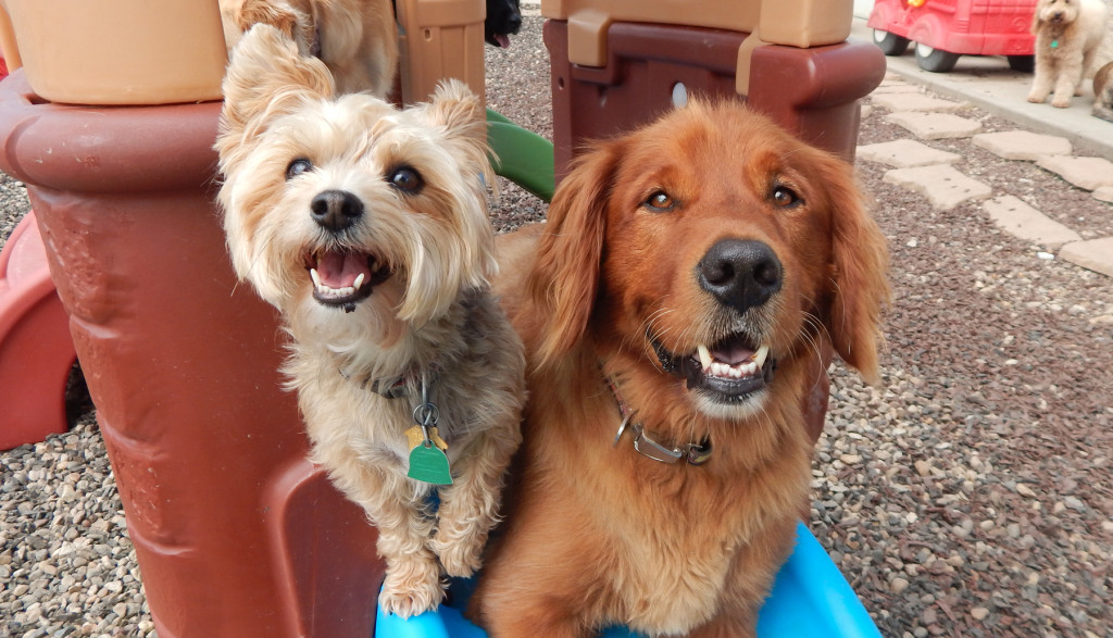 Summit Pet Care – Where Dogs Rule