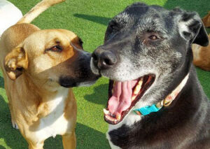 Our Services – Summit Pet Care
